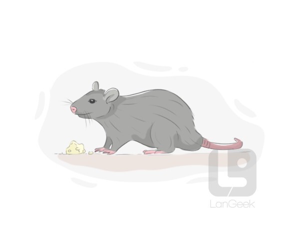 Rat Definition & Meaning | LanGeek