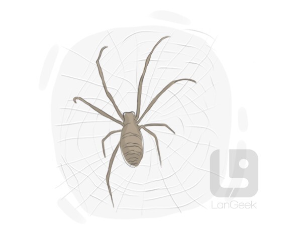 Definition & Meaning of "Order araneida" | LanGeek