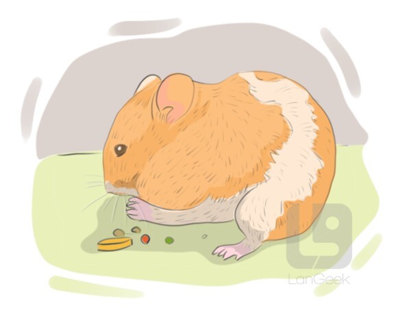 Hamster Definition & Meaning | LanGeek