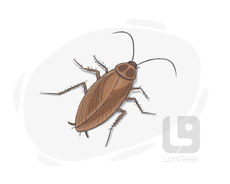 Cockroach Definition & Meaning | LanGeek