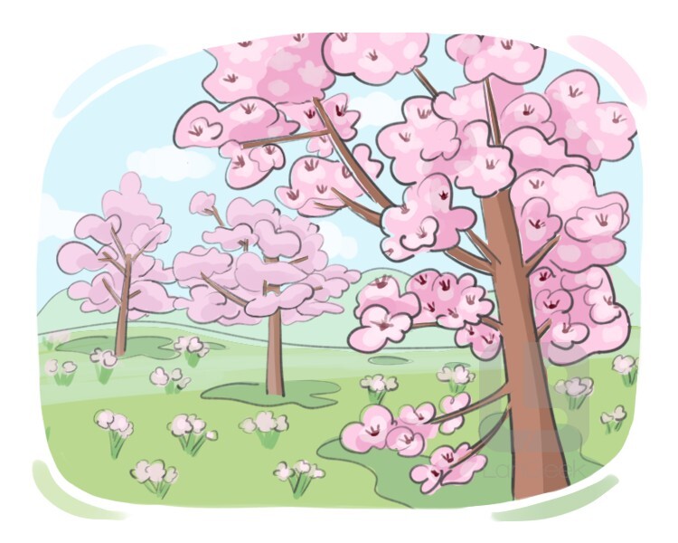 Springtime Definition & Meaning | LanGeek