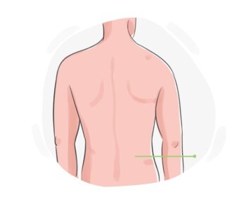English Words for "Body" | A1 Vocabulary | LanGeek