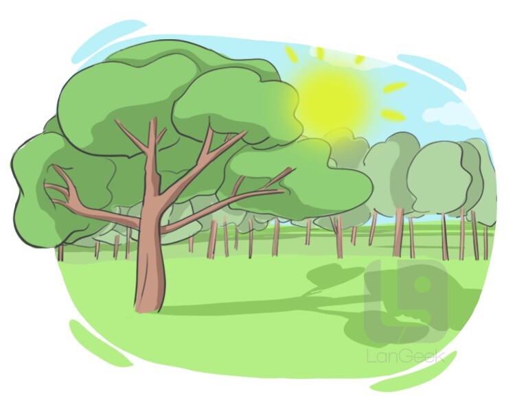 Definition & Meaning of "Sunbeam" | Picture Dictionary