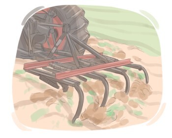 Agriculture and Plants | LanGeek