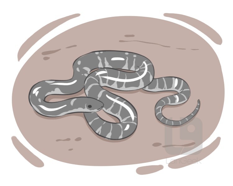 Definition & Meaning of "Krait" | LanGeek