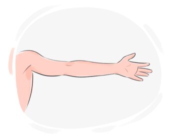 English Words for "Body" | A1 Vocabulary | LanGeek