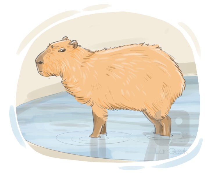 Definition & Meaning of "Capybara" | LanGeek