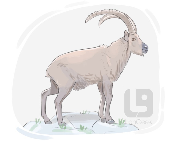 Definition & Meaning of "Ibex" | LanGeek