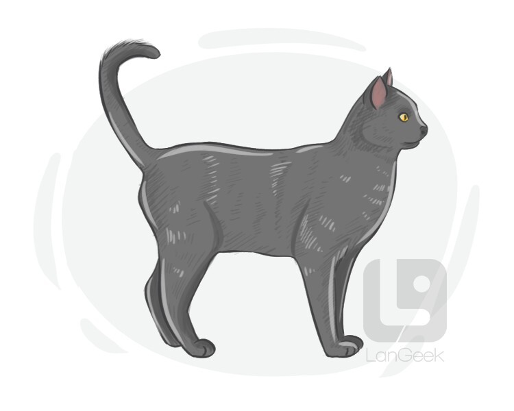 Definition & Meaning of "Chartreux" | LanGeek
