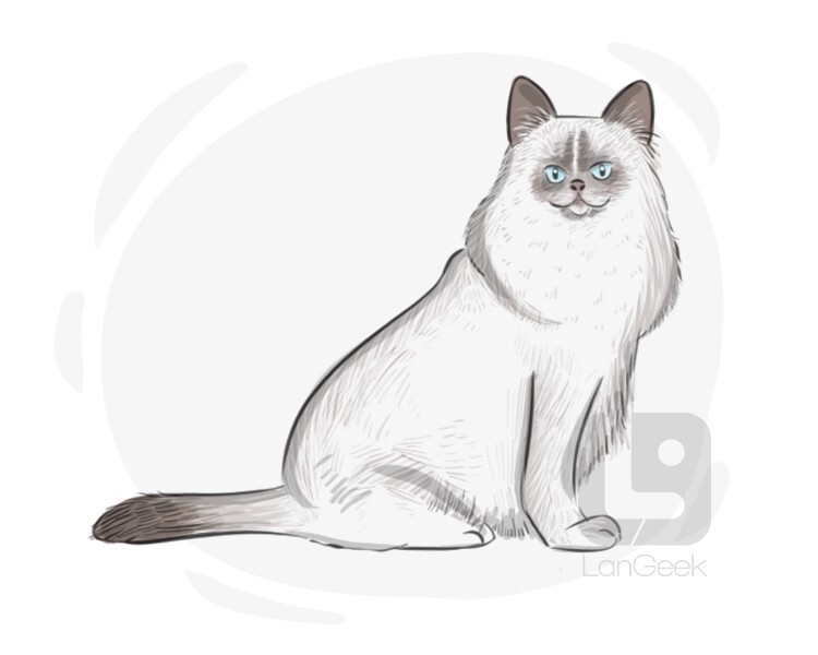 Definition & Meaning of "Birman" | LanGeek