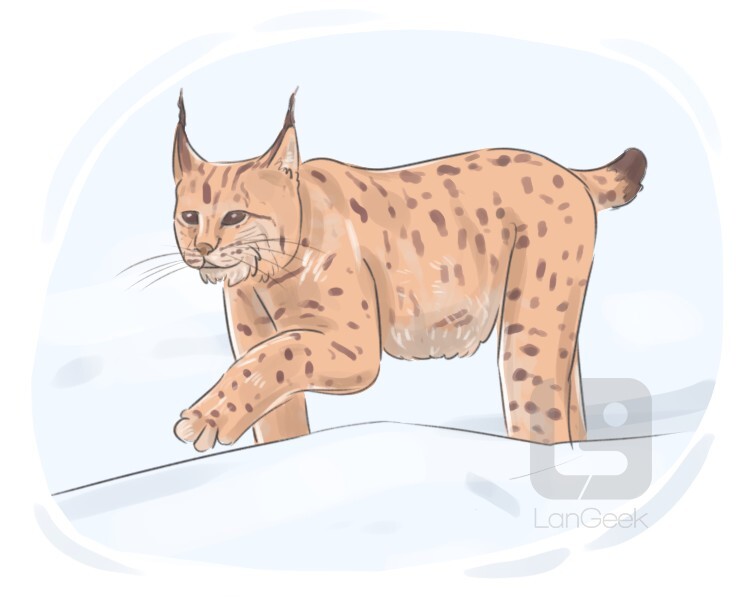 Definition & Meaning of "Lynx" | LanGeek