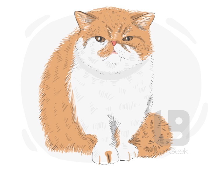 Definition & Meaning of "Exotic shorthair" | LanGeek