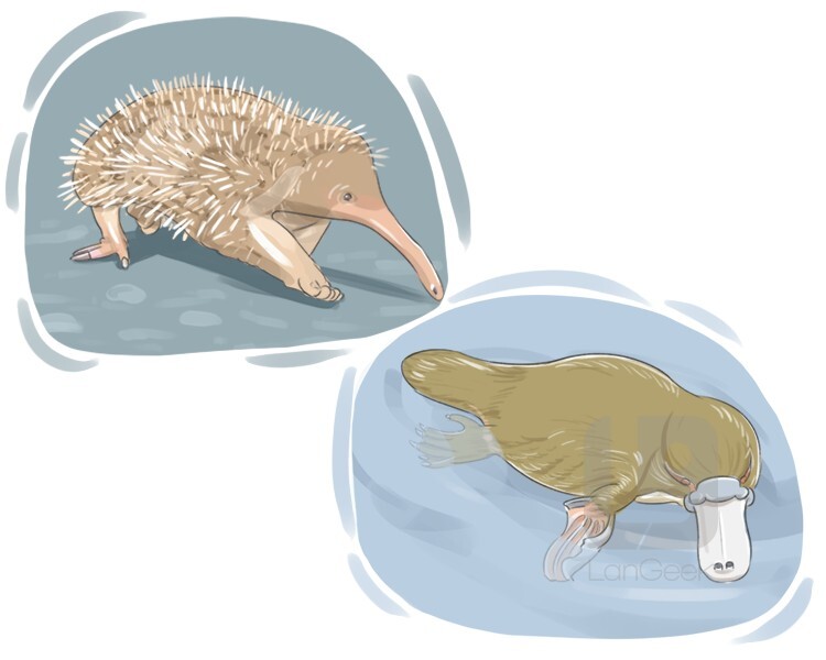 Definition & Meaning of "Monotreme" | LanGeek