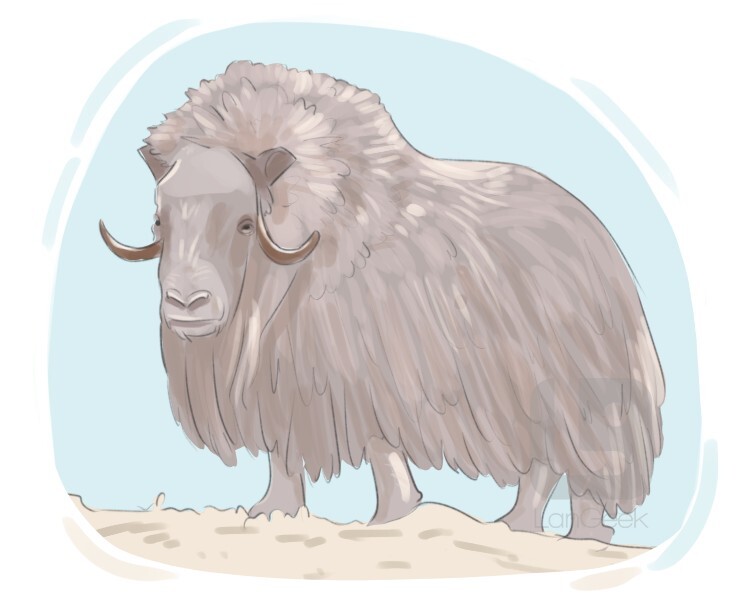 Definition & Meaning of "Musk ox" | LanGeek