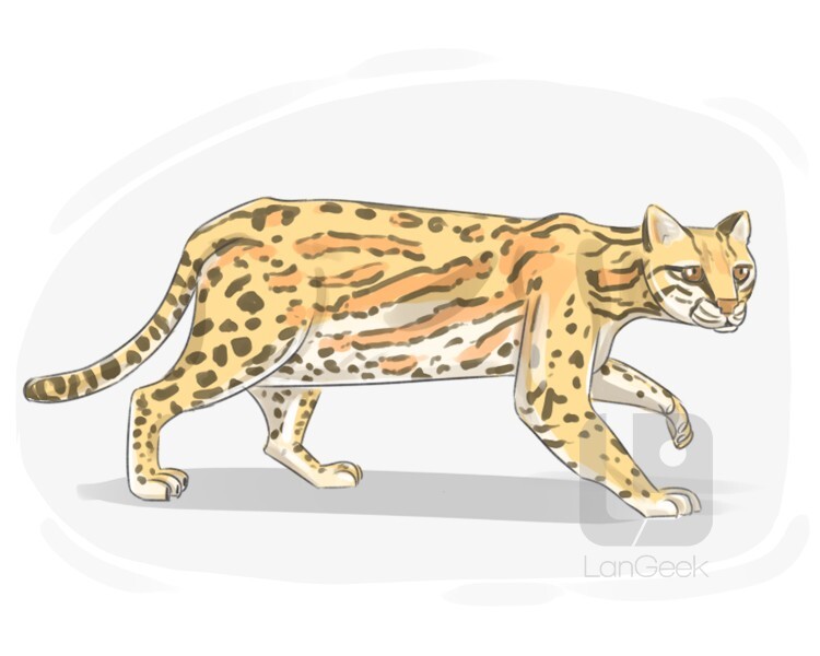 Definition & Meaning of "Ocelot" | LanGeek