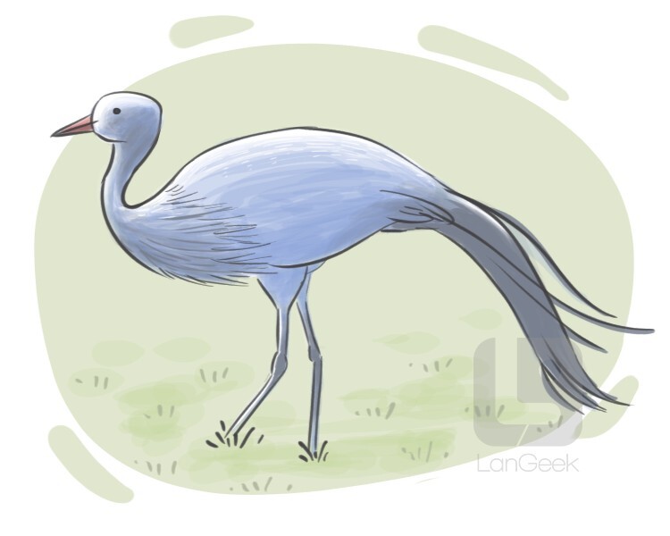 Definition & Meaning of "Blue crane" | LanGeek