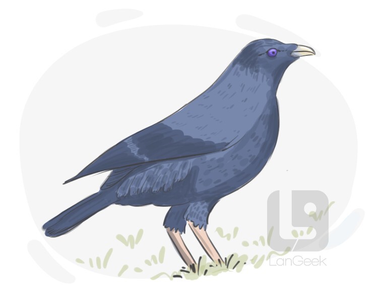 Definition & Meaning of "Bowerbird" | LanGeek