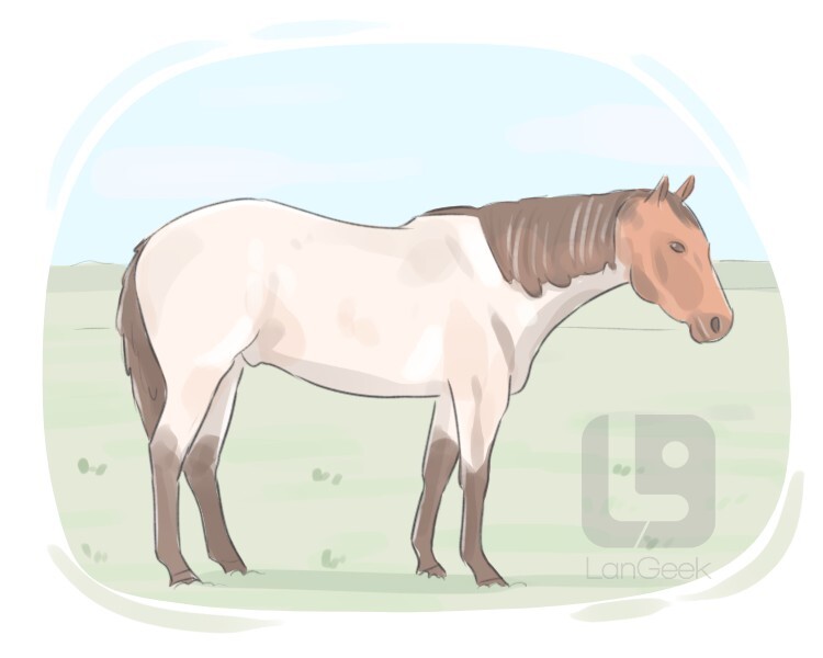 Definition & Meaning of "Roan" | LanGeek