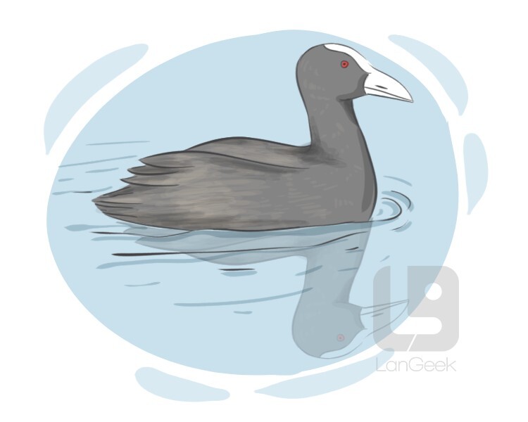 Перевод слова "Coot" | LanGeek