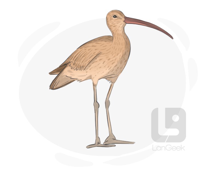 La traduction du mot "Curlew" | LanGeek