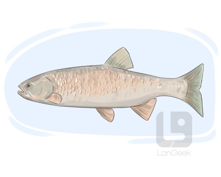 Definition & Meaning of "Chub" | LanGeek