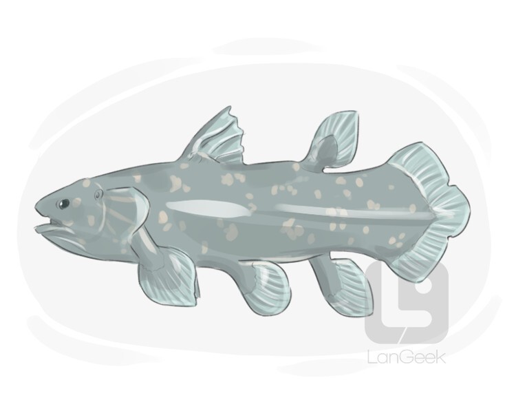 Definition & Meaning of "Coelacanth" | LanGeek