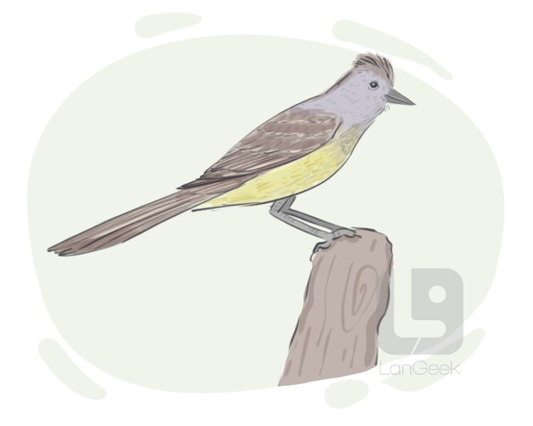 Definition & Meaning of "Flycatcher" | LanGeek