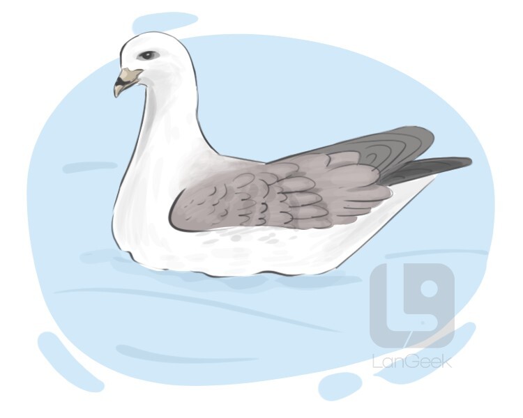 Definition & Meaning of "Fulmar" | LanGeek