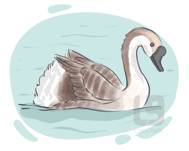 Definition & Meaning of "Gander" | LanGeek