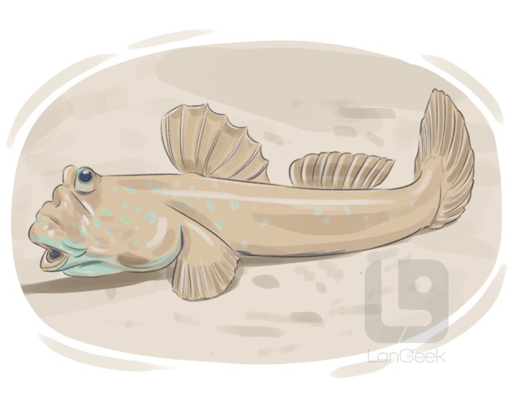 Definition & Meaning of "Mudskipper" | LanGeek