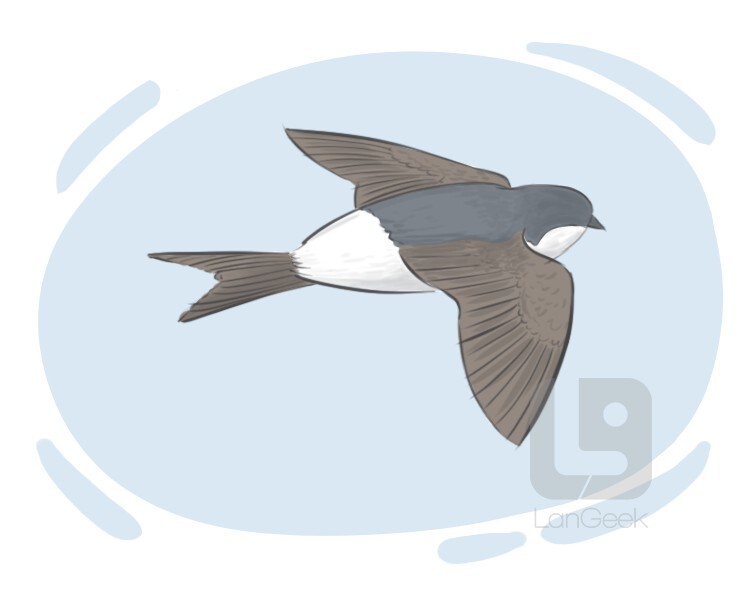 Definition & Meaning of "House martin" | LanGeek