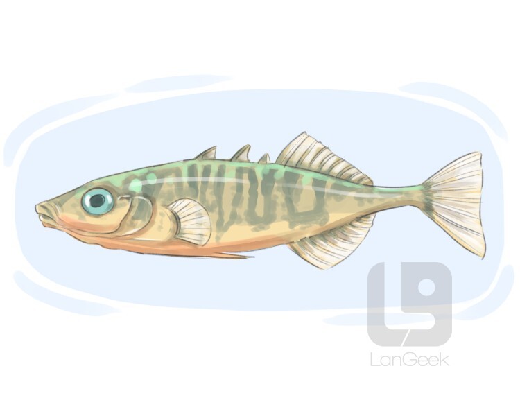 Definition & Meaning of "Stickleback" | LanGeek