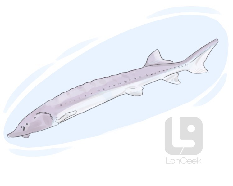 Definition & Meaning of "Sturgeon" | LanGeek