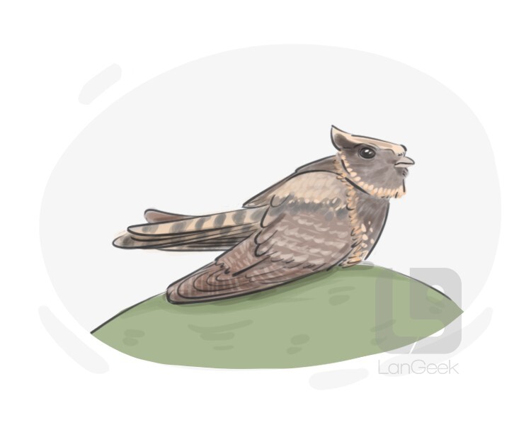 Definition & Meaning of "Nightjar" | LanGeek