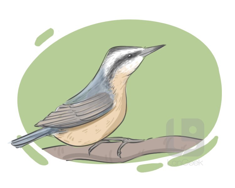 Definition & Meaning of "Nuthatch" | LanGeek