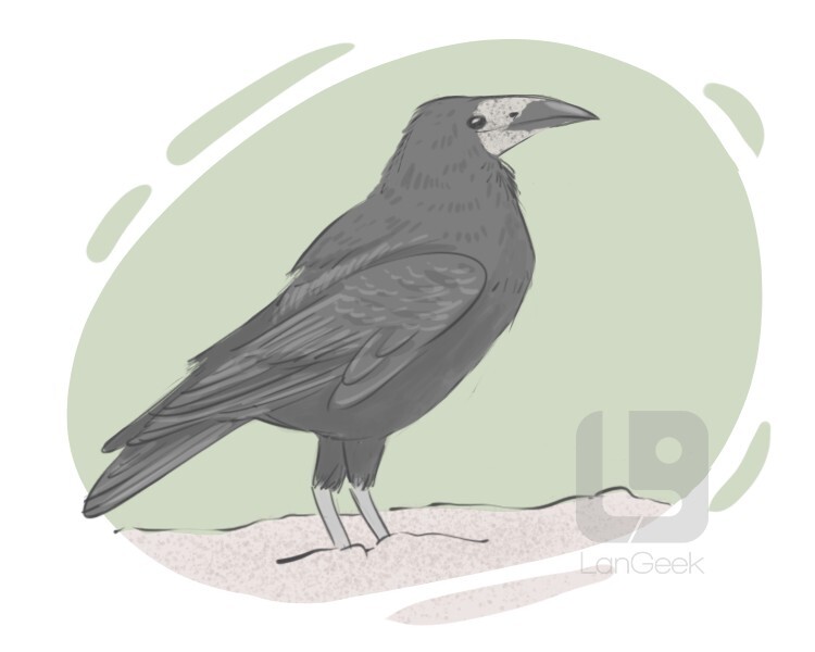 Definition & Meaning of "Rook" | LanGeek