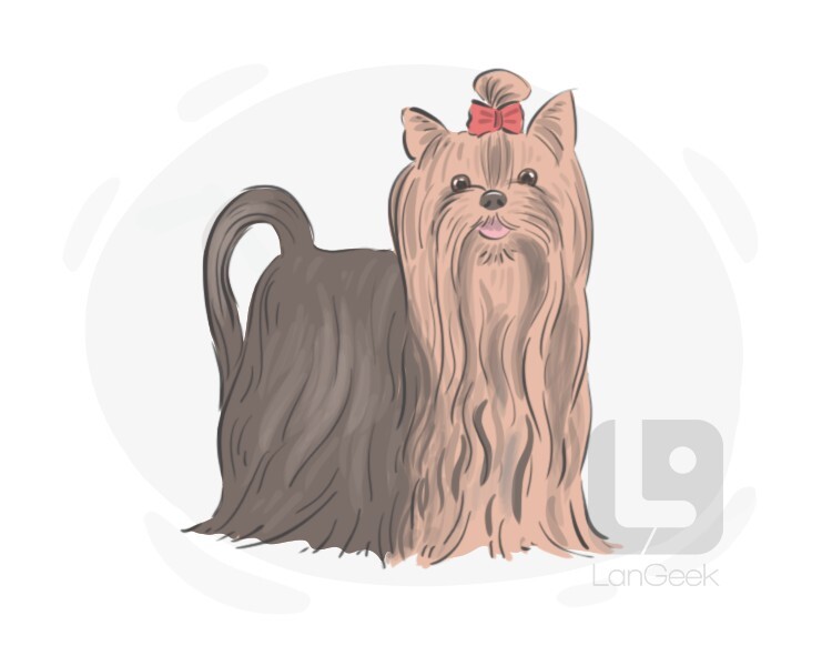 Definition & Meaning of "Yorkshire terrier" | LanGeek
