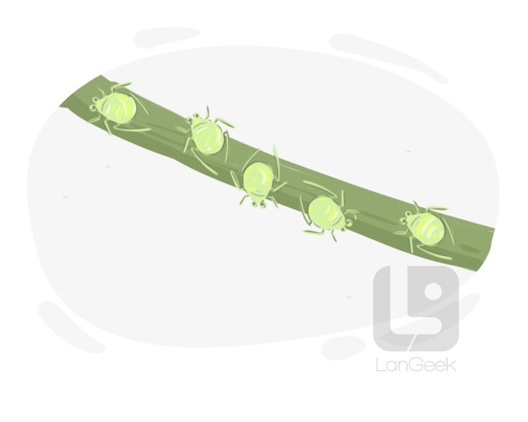 Definition & Meaning of "Aphid" | LanGeek