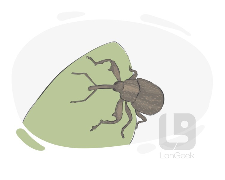 Definition & Meaning of "Boll weevil" | LanGeek