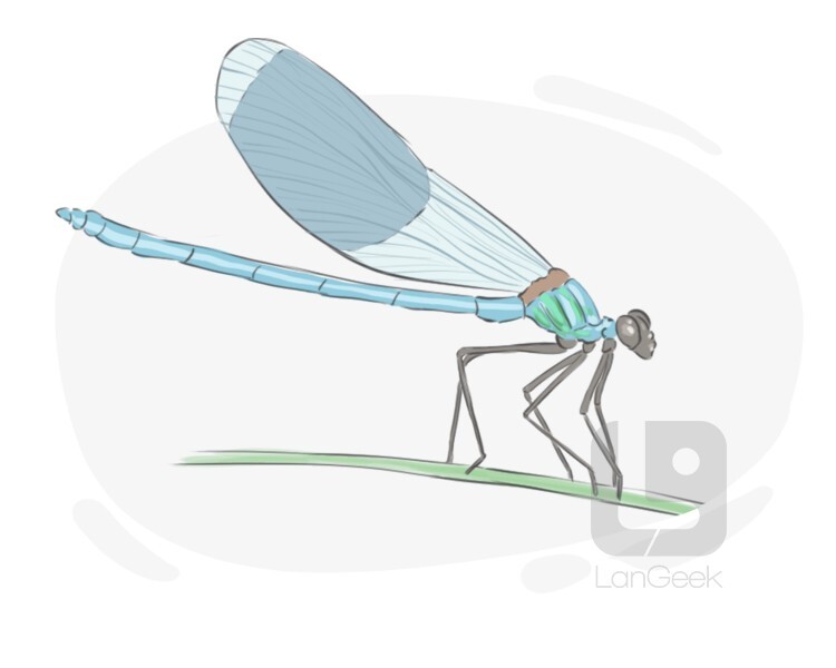 Damselfly Drawing