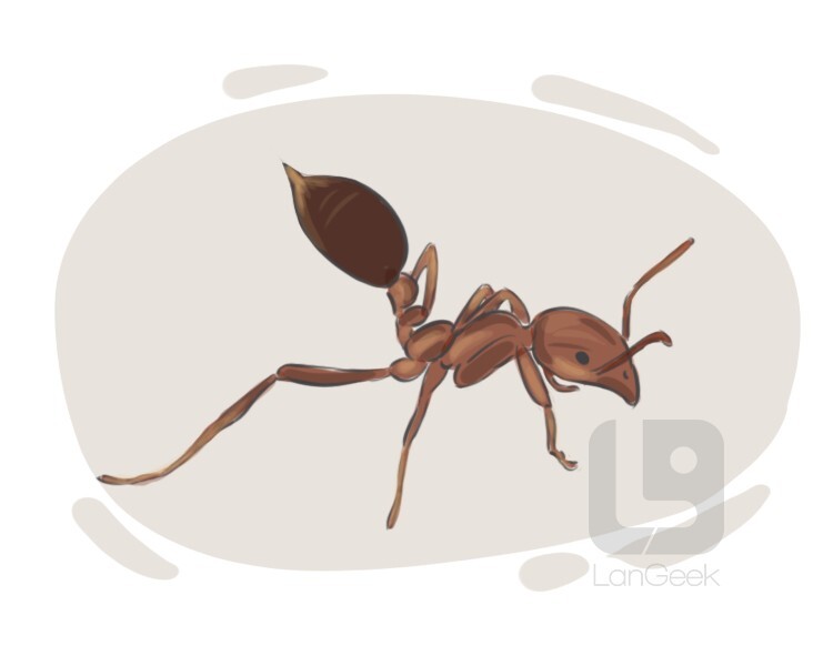 Definition And Meaning Of Fire Ant Langeek