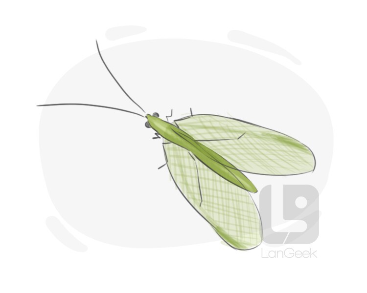 Definition & Meaning of "Chrysopidae" | LanGeek