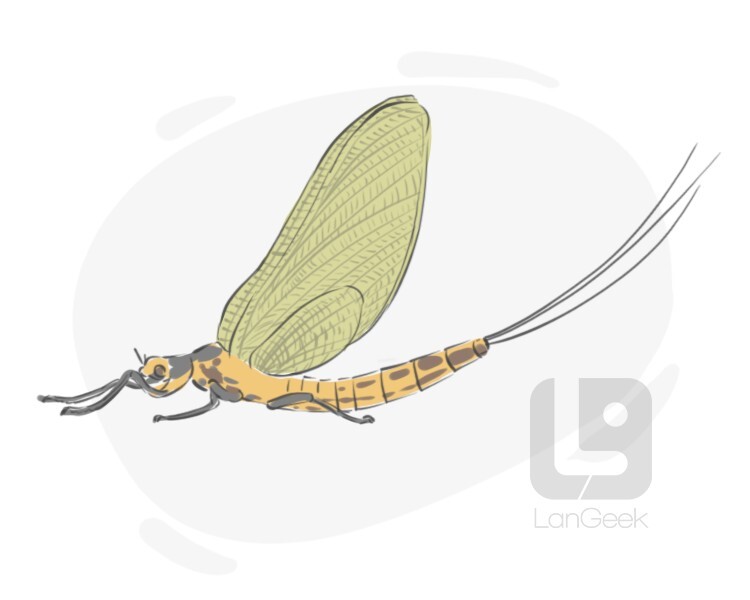 Mayfly Drawing