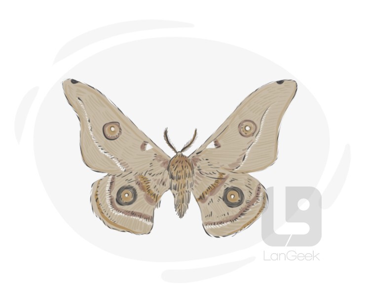 Definition & Meaning of "Moth" | LanGeek