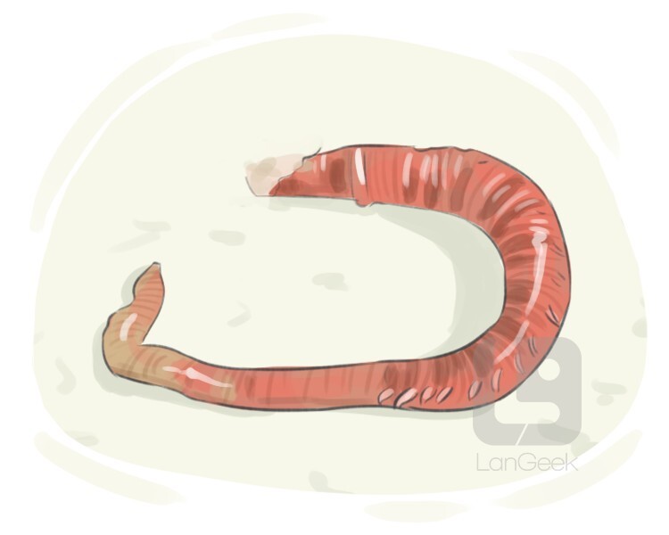 Definition & Meaning of "Lugworm" | LanGeek