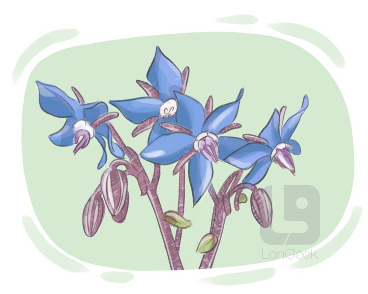 Definition & Meaning of "Borage" | LanGeek