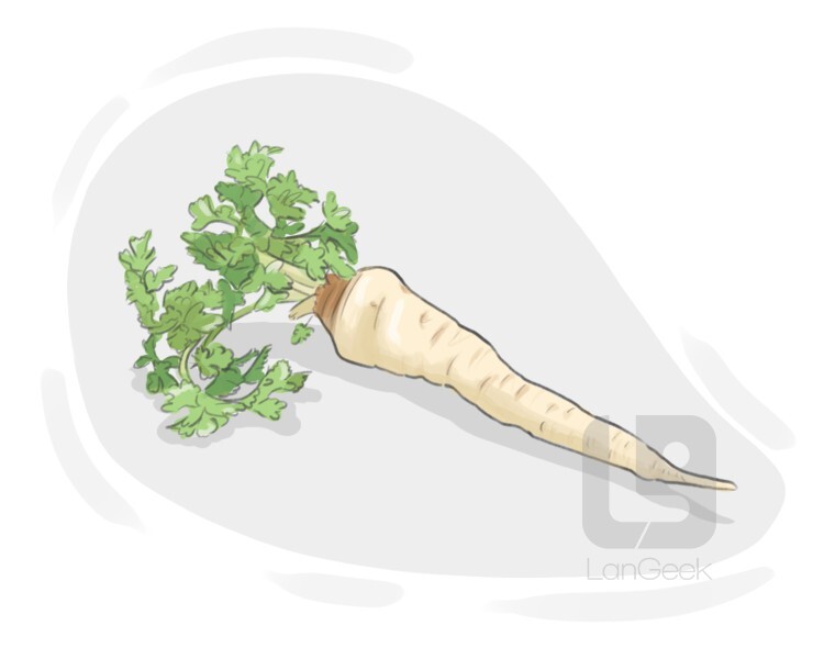 Definition & Meaning of "Parsnip" | LanGeek