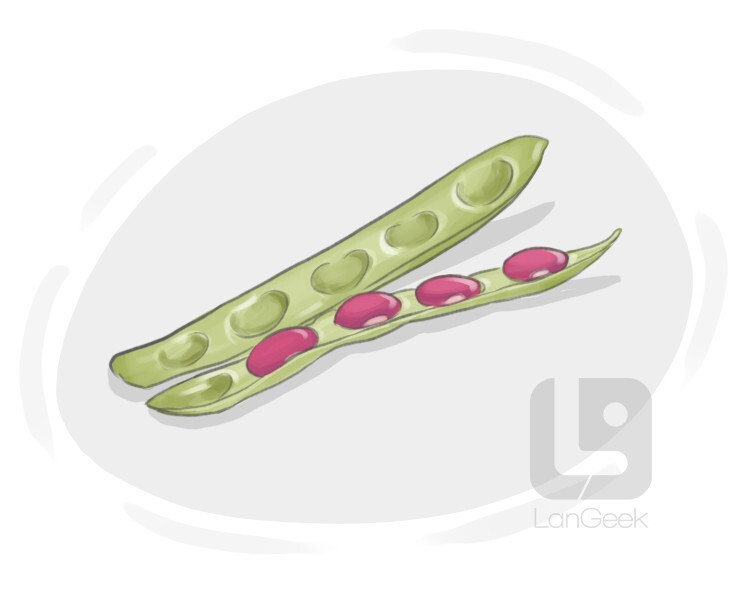 La traduction du mot "Runner bean" | LanGeek