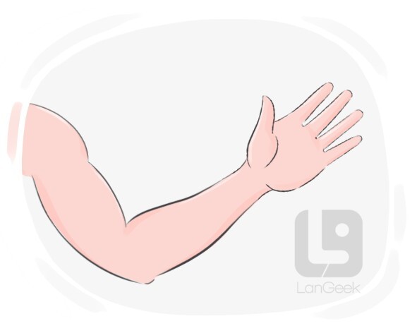 Definition & Meaning of "Mitt" | LanGeek