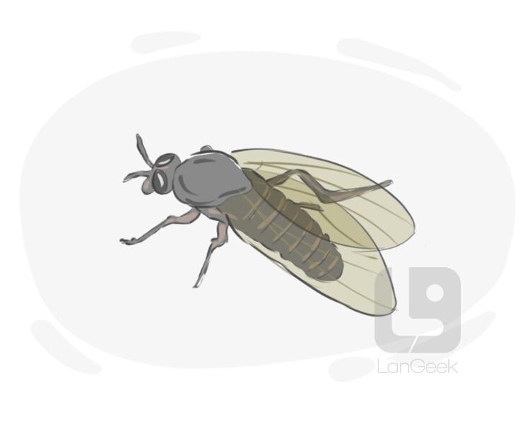 English vocabulary Animals | LanGeek